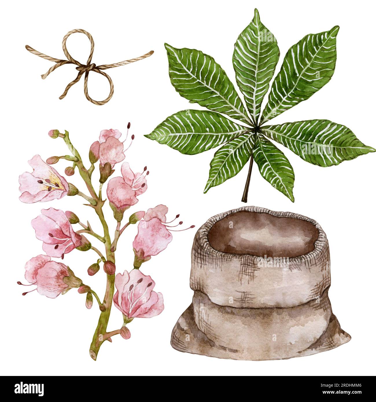 Set for a chestnut composition. Leaves and inflorescences of chestnut ...