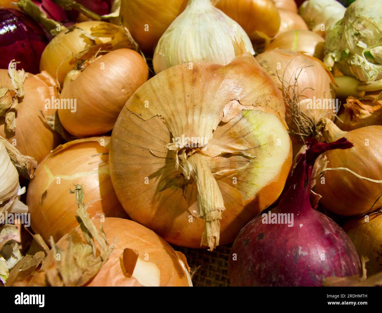 Collection of edible raw onions for cooking for sale at farmers market ...