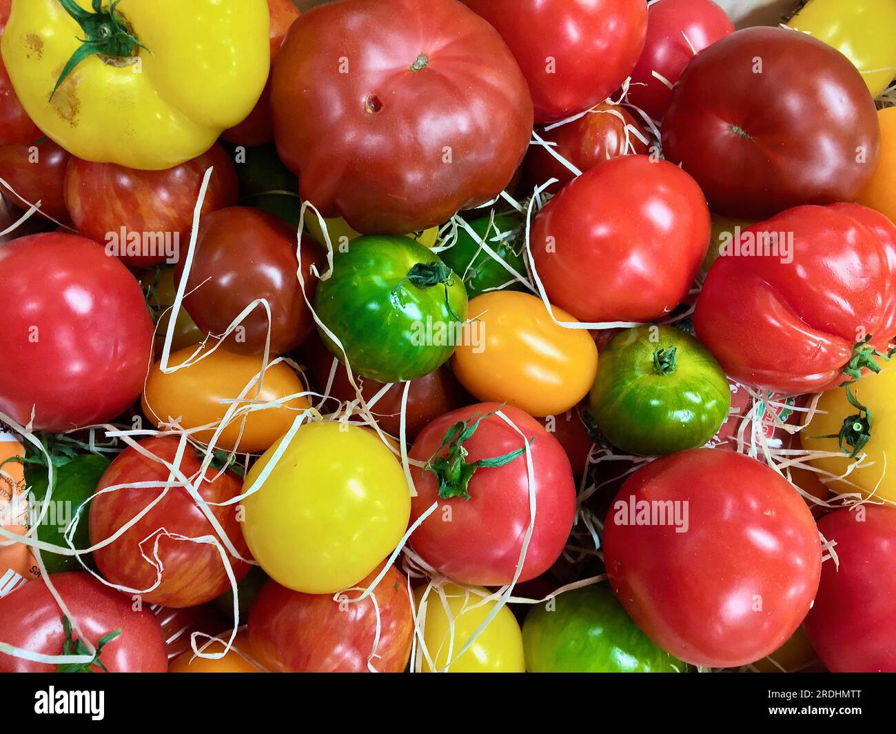 Fresh organic cultured tomatoes in different colors and flavors laying ...