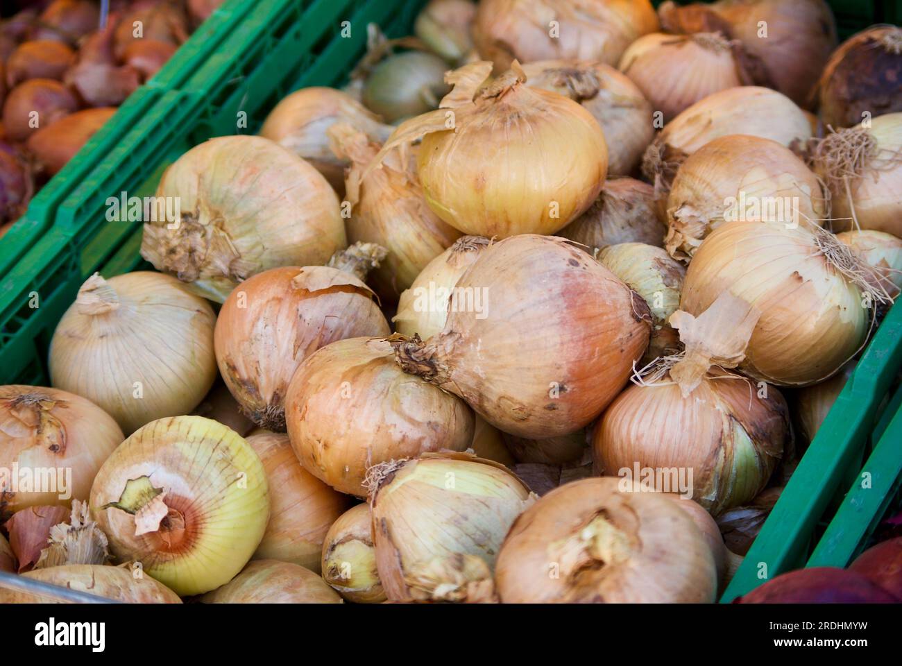 Green plastic box with yellow bulb onions for sale at farmers market ...