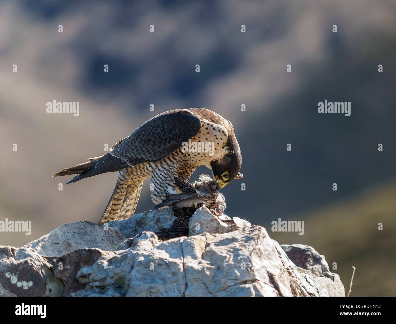A close up of a hawk eating a starling on a rock. Falco peregrinus ...