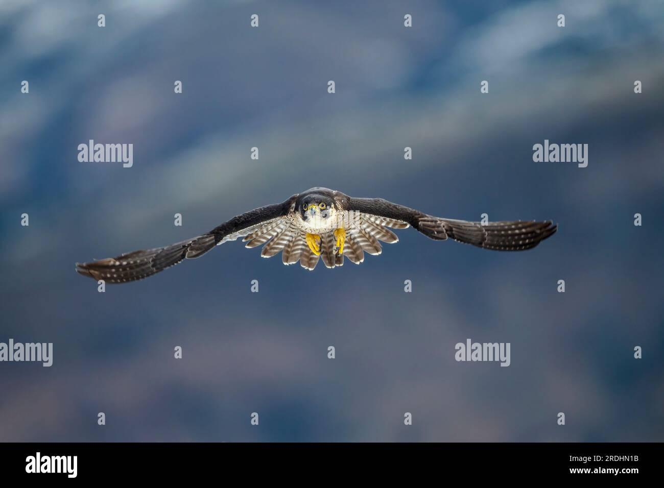 Peregrine Falcon Flying Wallpaper