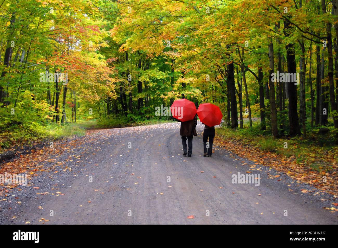 Retired couple stroll beneath a tunnel of yellow and gold leaves. They have further protection ...