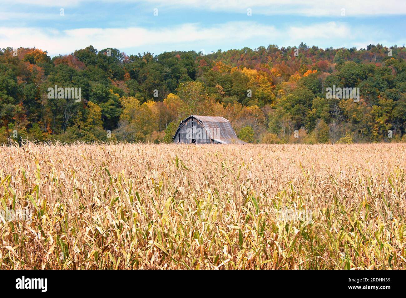 Tennessee cornfield is past its prime as Fall colors the mountainside ...