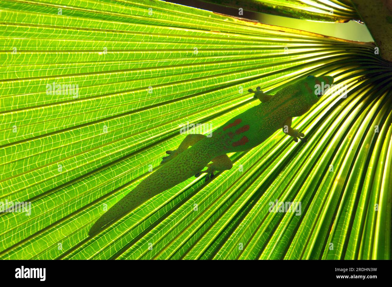 Palm tree gecko hi-res stock photography and images - Alamy
