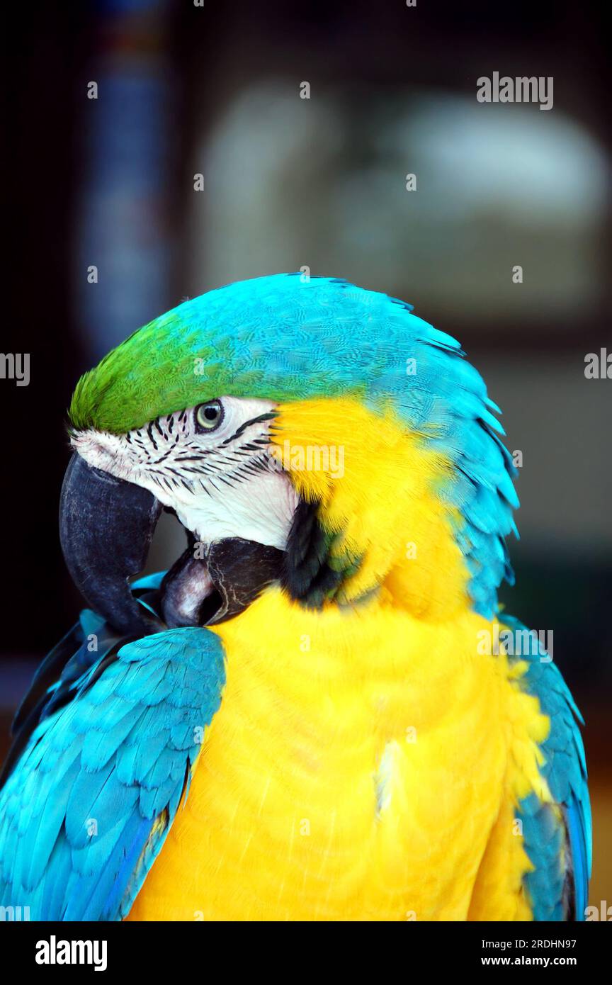 Closeup of a Costa Rican macaw shows bird cleaning his feathers ...