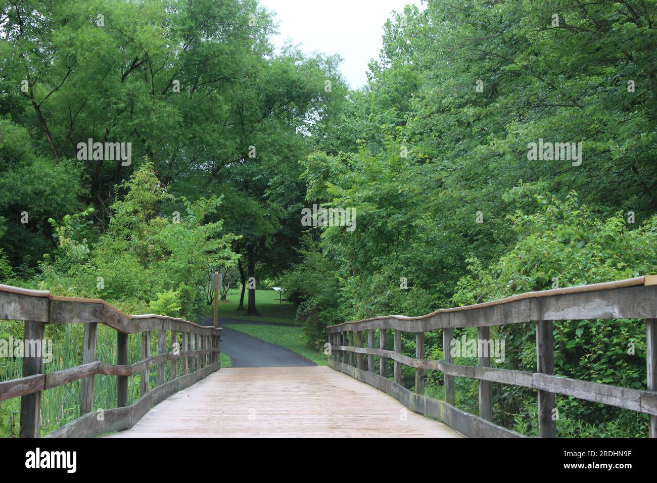 Wooden bridge opening into the forest Stock Photo - Alamy