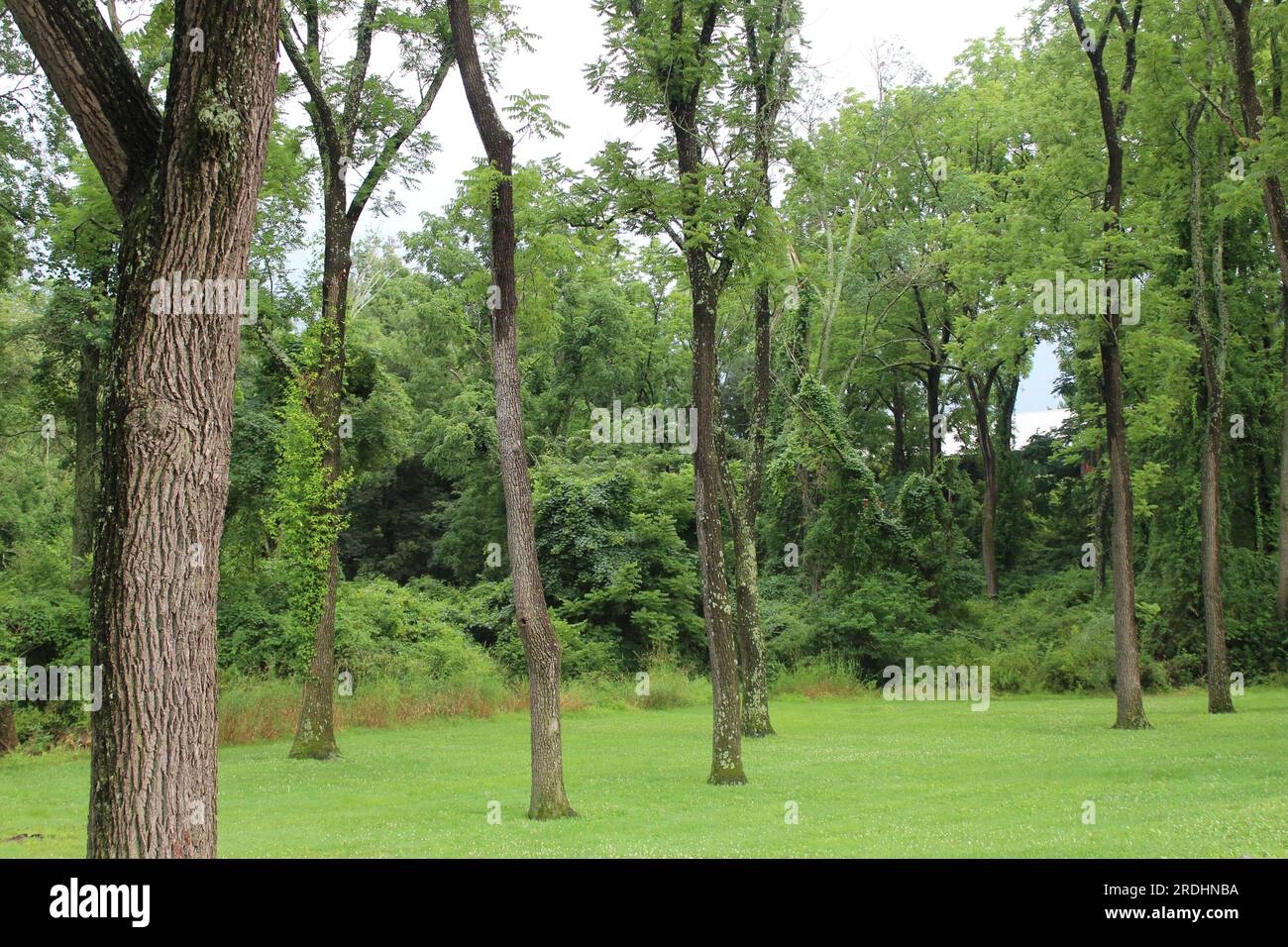 Long green leaf icon hi-res stock photography and images - Alamy