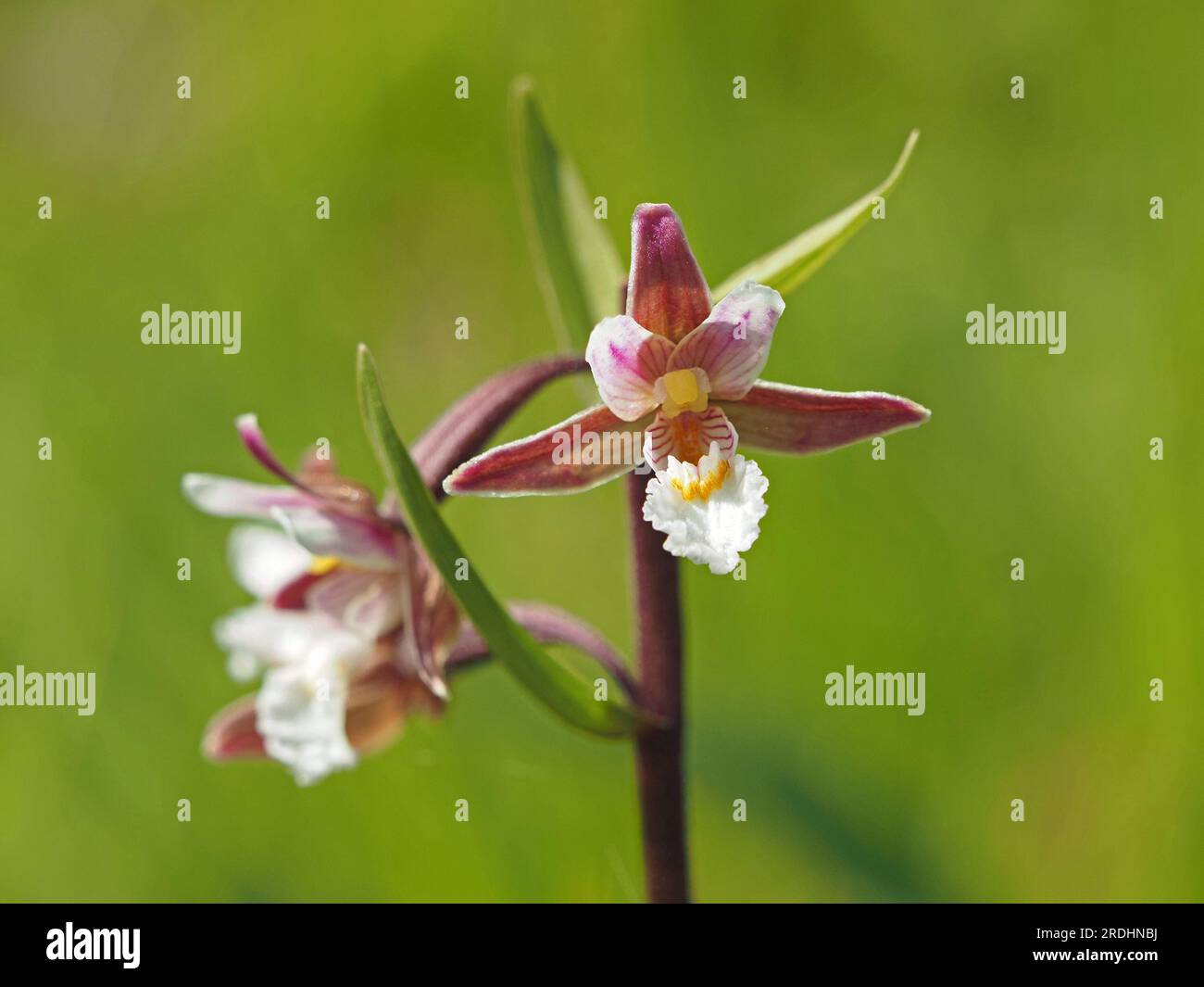 pink white yellow lipped flowers on flowerspike of Marsh Helleborine (Epipactis palustris) an ...