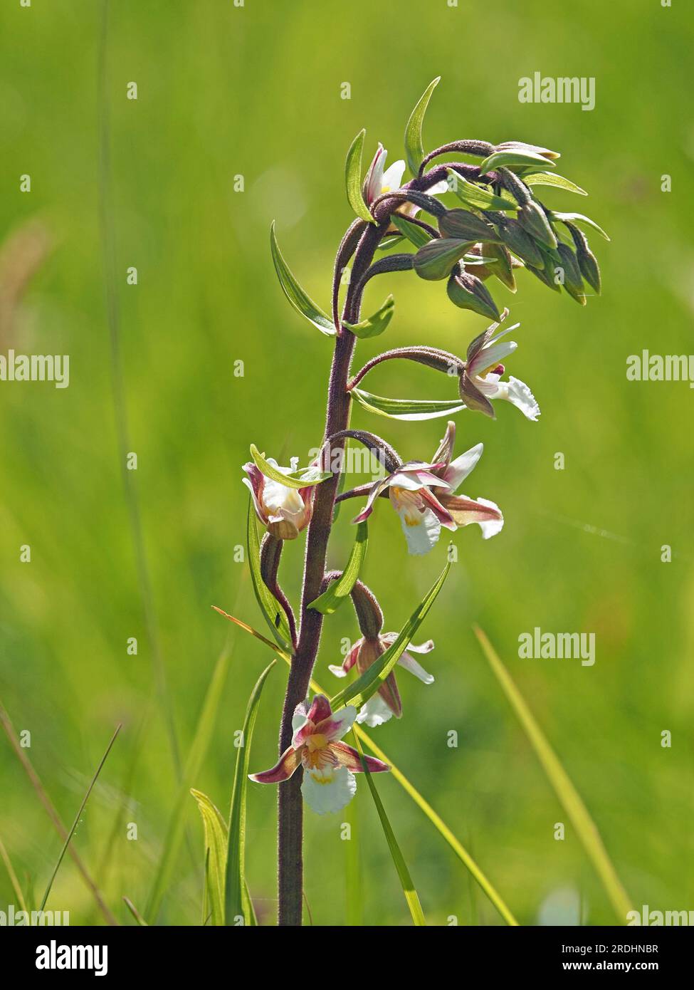 White marsh helleborine hi-res stock photography and images - Alamy