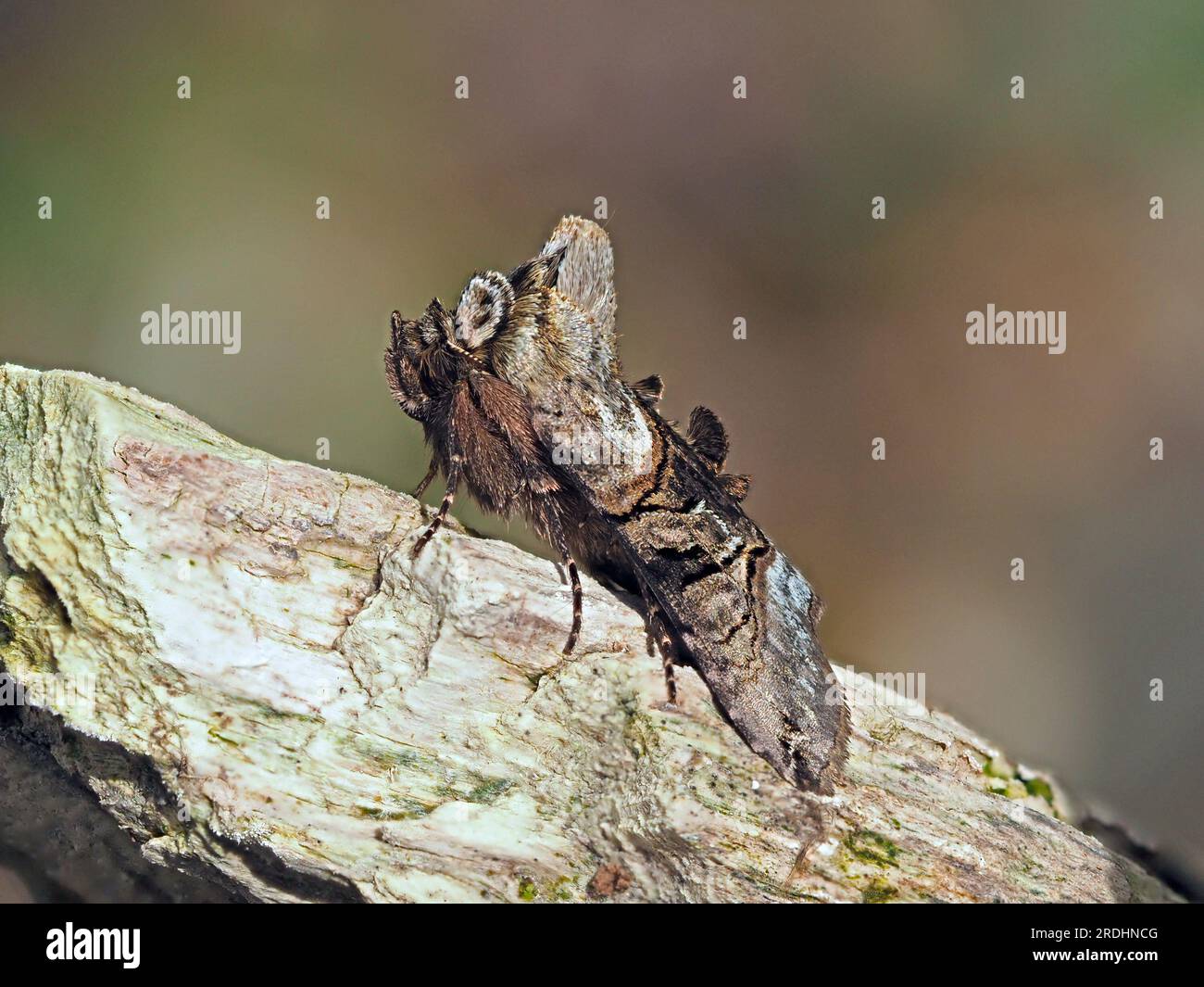 The Spectacle (Abrostola tripartita) a cryptic moth with distinctive ...