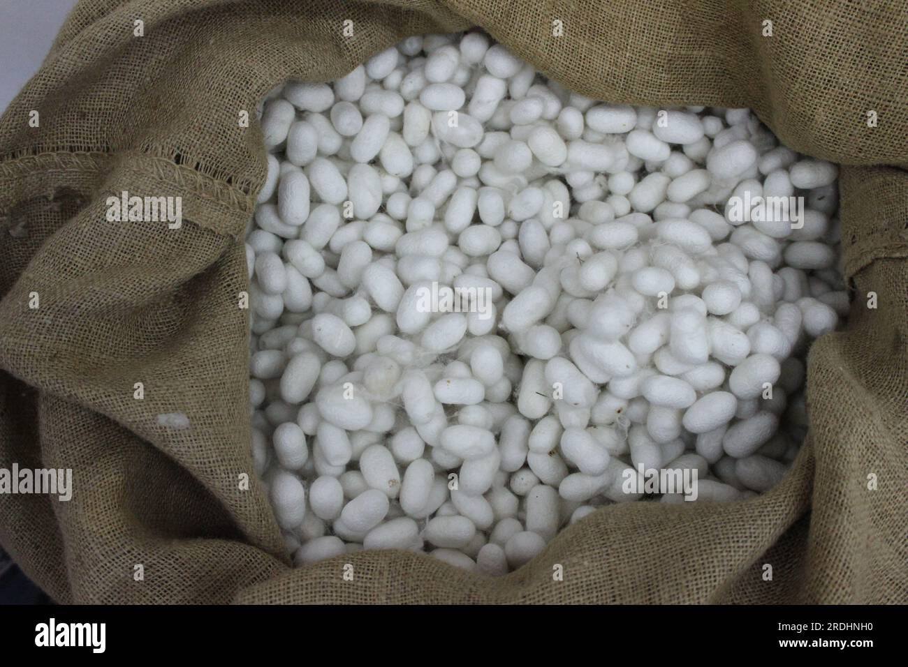 Cocoon capsule in the sack, ready for the silk, silk worm Stock Photo ...