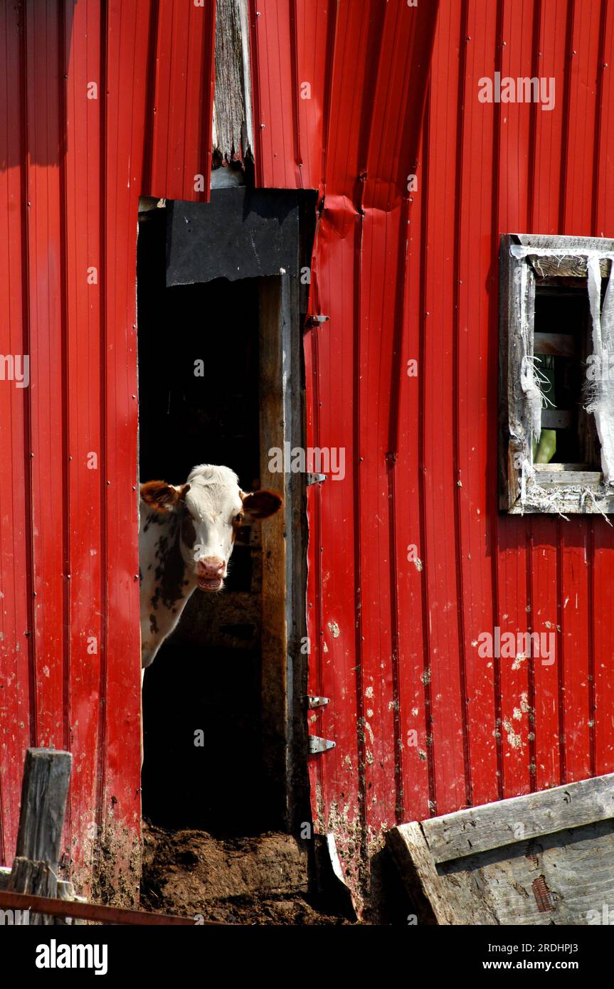 Cow head barn window hi-res stock photography and images - Alamy