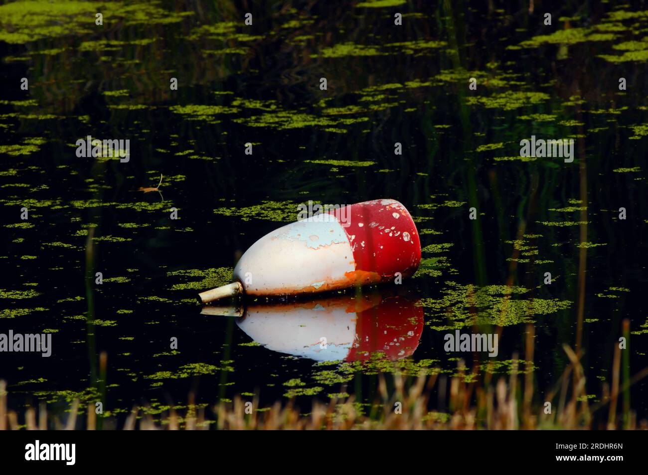 Large float has been forgotten and discarded in a dark green pool ...