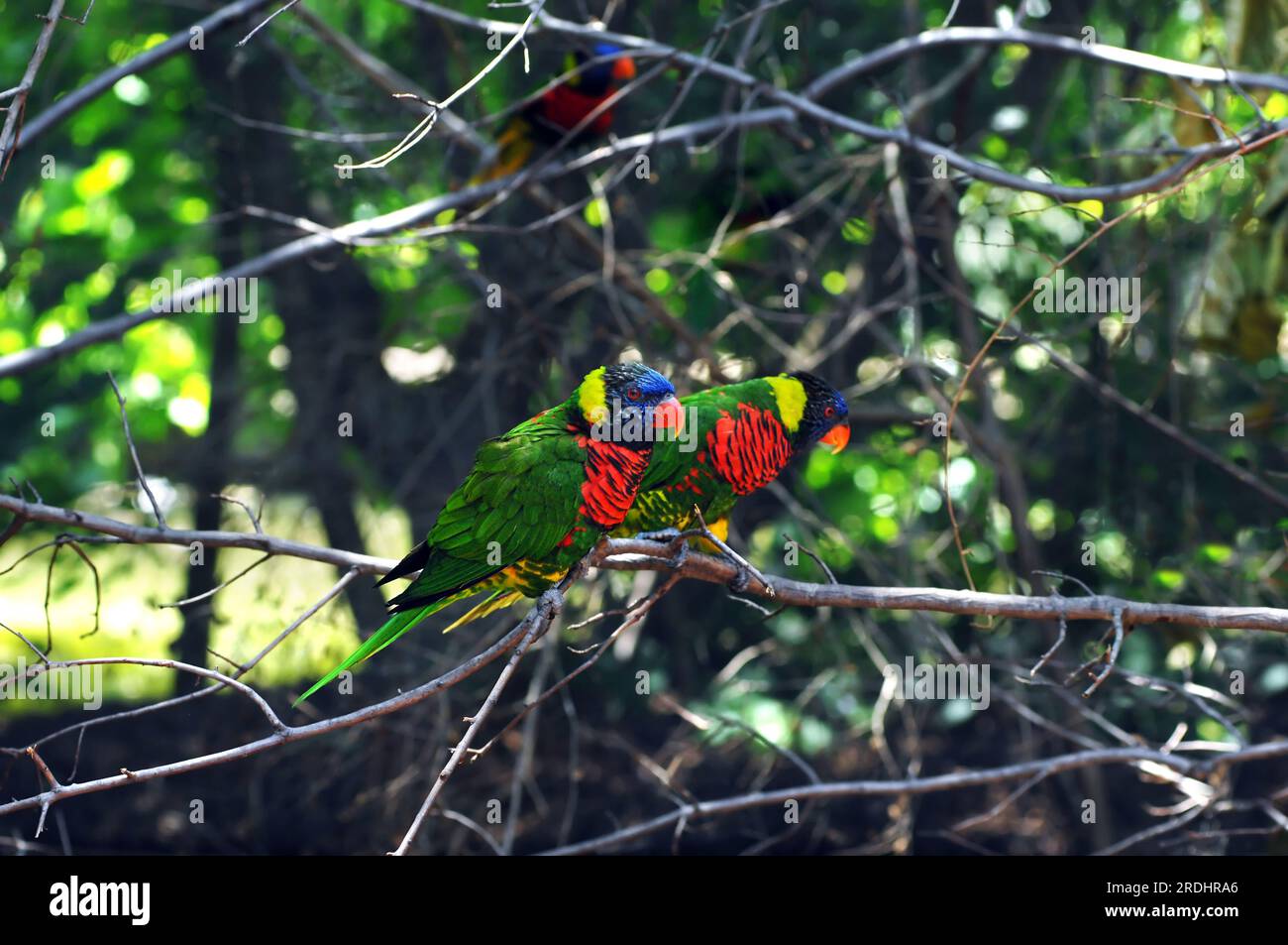 Beautiful Lorikeet couple sit close to each other on a thin branch ...