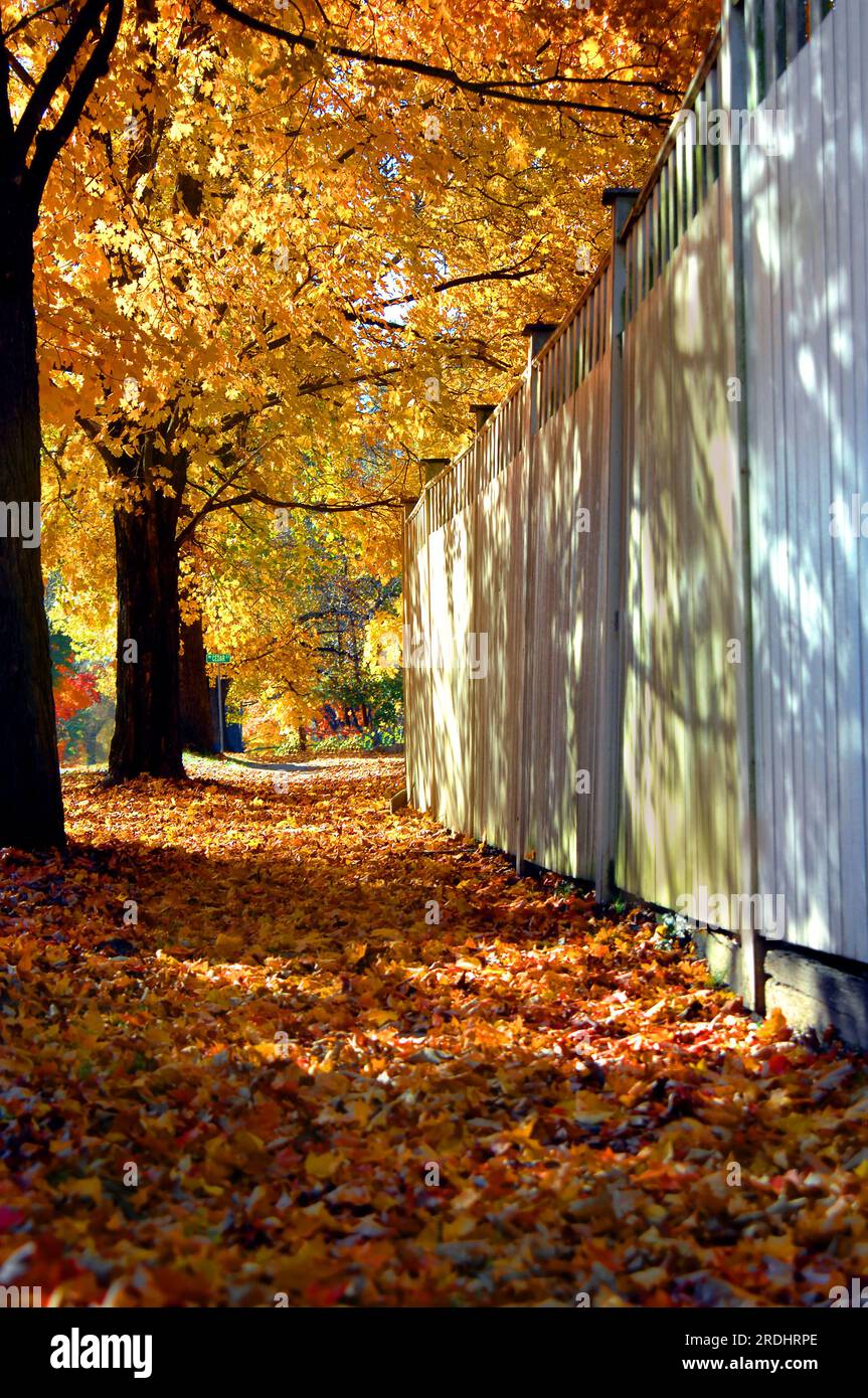 Fallen tunnel tree hi-res stock photography and images - Alamy