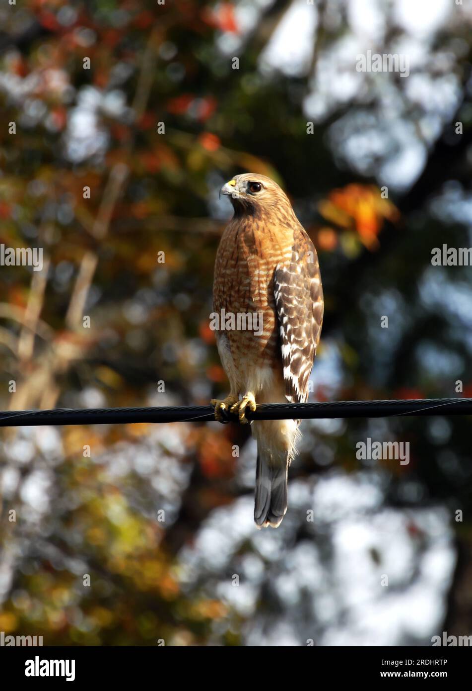Red Tailed Hawk sits on telephone wire with his eyes alert for prey ...