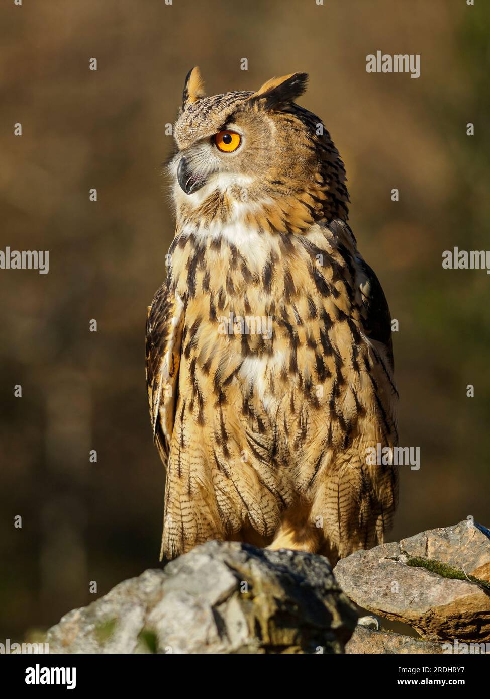 Full body owl hi-res stock photography and images - Alamy