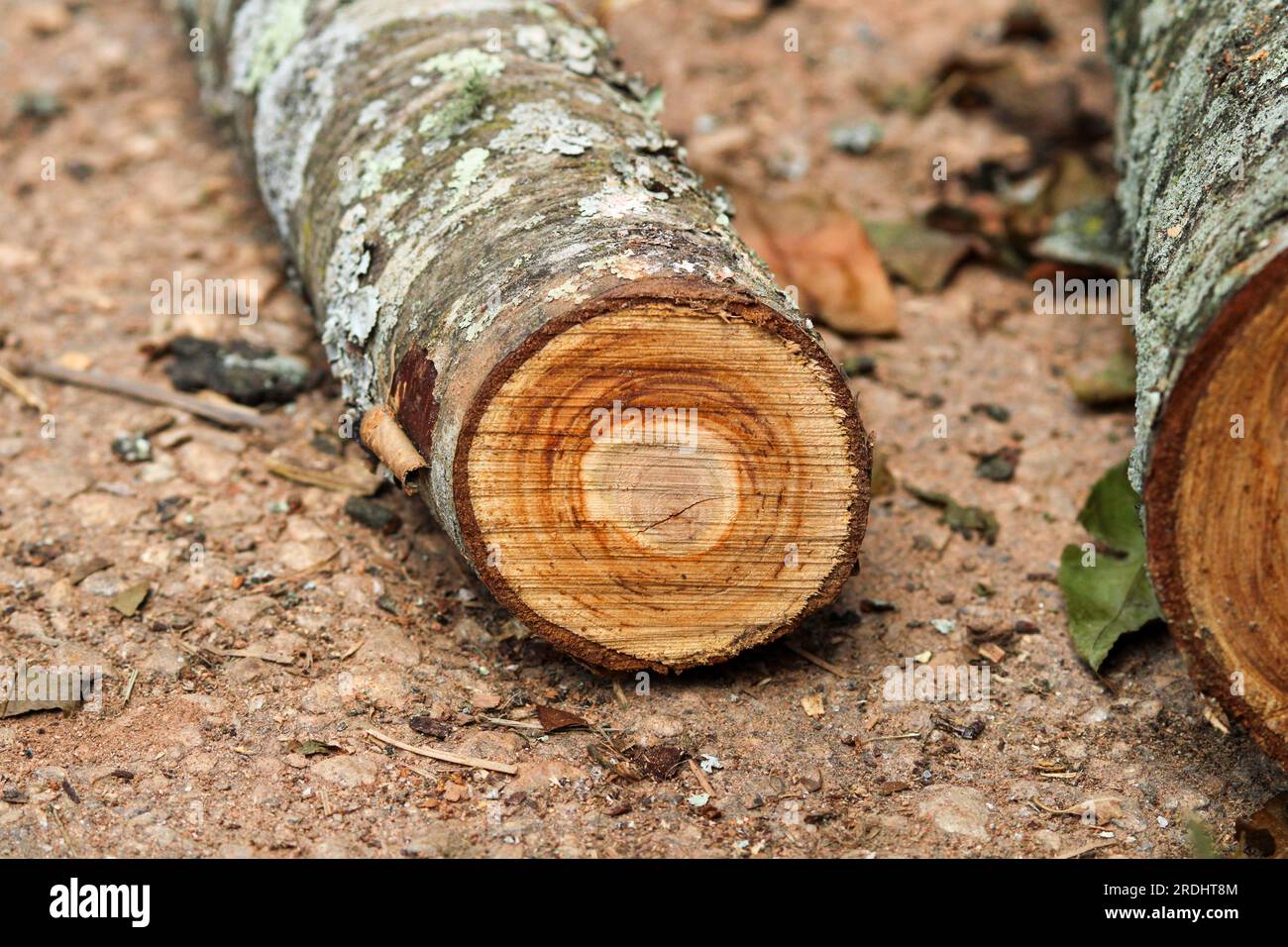 Log laying on the ground hi-res stock photography and images - Alamy