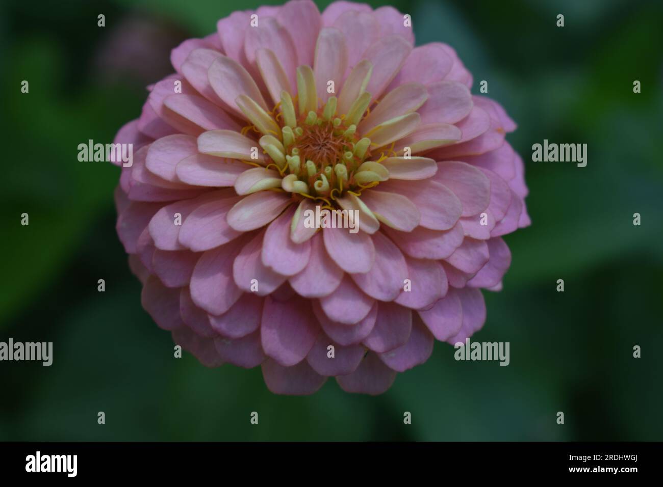 A single zinnia as viewed from above. Zinnias are annuals from the ...