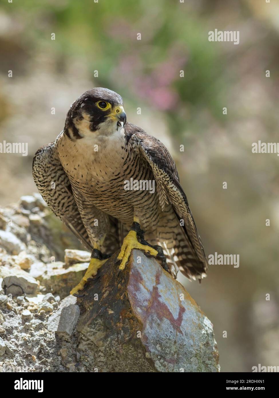 A close up of a falconry peregrine falcon perched outdoors on a stone ...