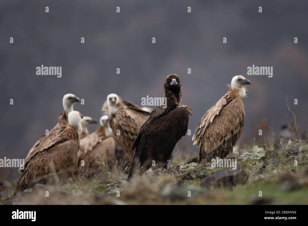 Cinereous vulture is sitting with griffon vultures in Rhodope mountains ...