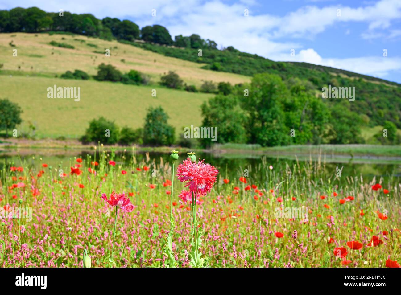 Goldenloch fishing hi-res stock photography and images - Alamy