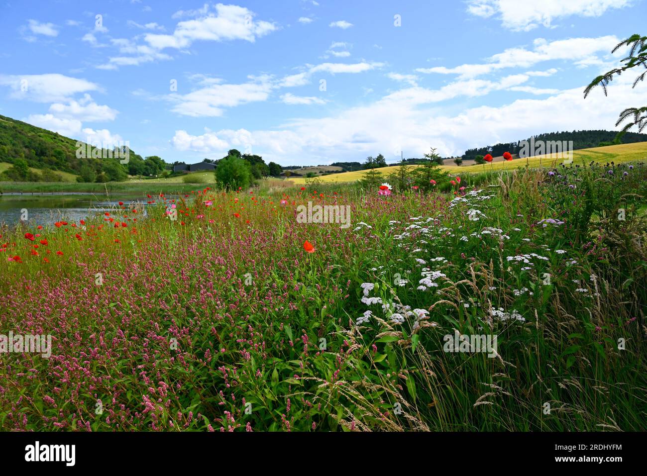 Goldenloch fishing hi-res stock photography and images - Alamy