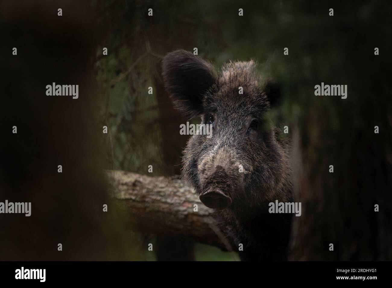 Boar behind tree hi-res stock photography and images - Alamy