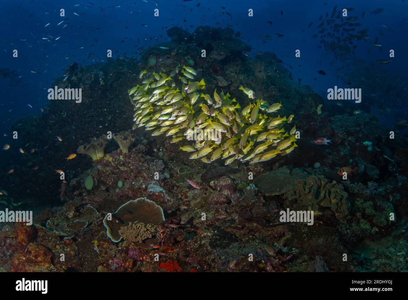 Lutjanus rufolineatus on the seabed in Raja Ampat. Golden lined snapper ...