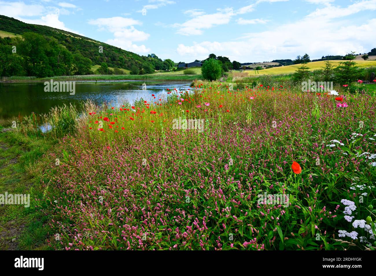 Golden loch fishery hi-res stock photography and images - Alamy