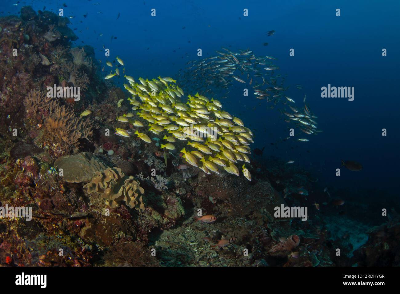 Lutjanus rufolineatus on the seabed in Raja Ampat. Golden lined snapper ...