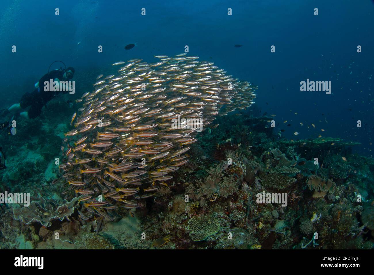 Two spot snapper near the seabed in Raja Ampat. Lutjanus biguttatus ...