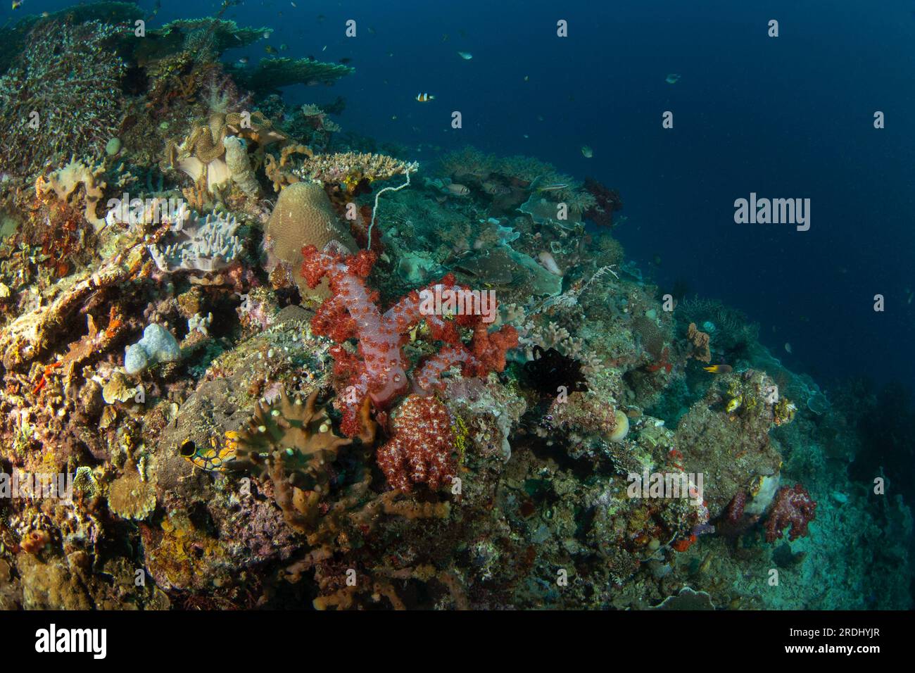 Red gorgonia during dive in Raja Ampat. Dendronephthya on the bottom in ...