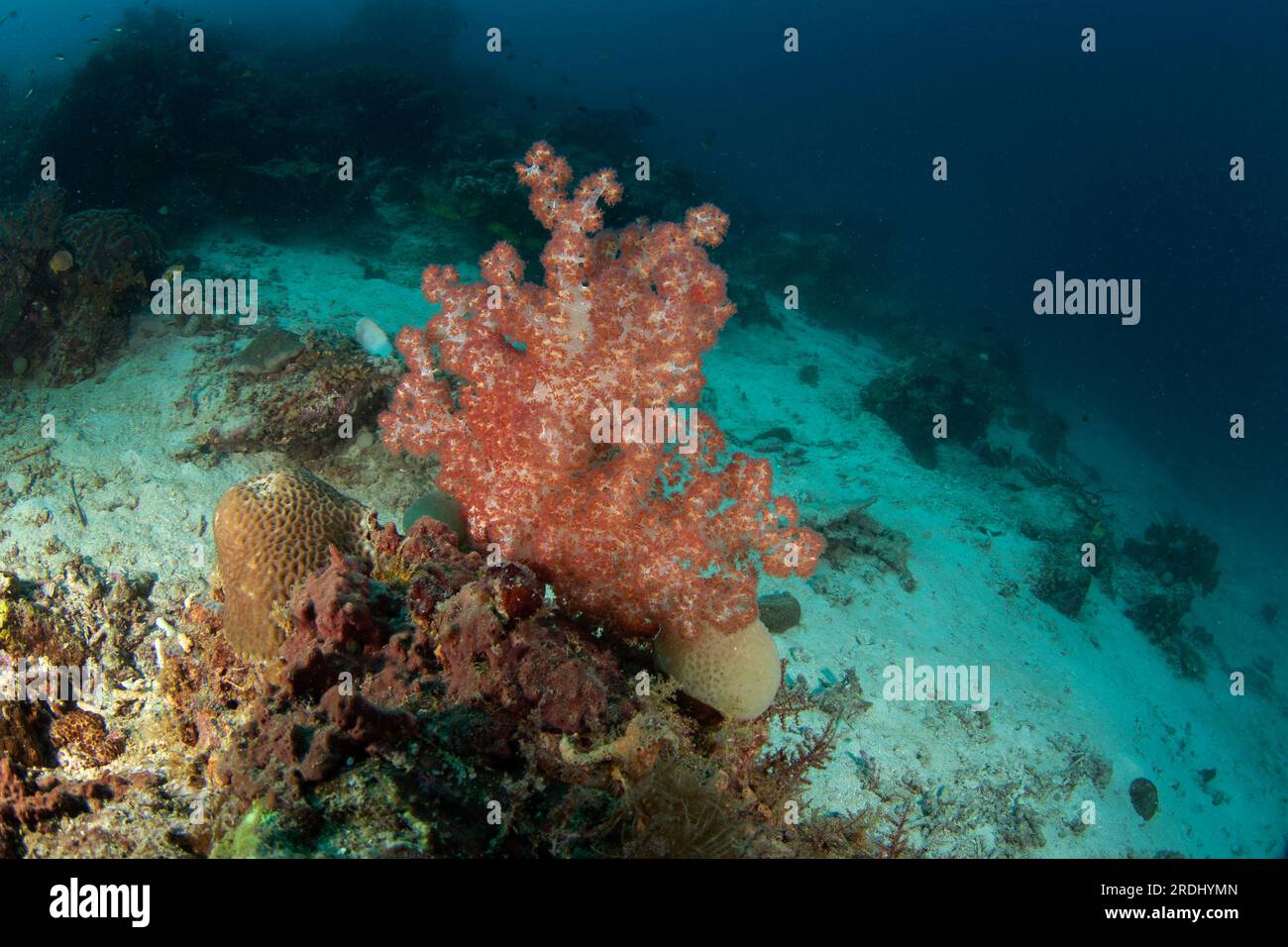 Red gorgonia during dive in Raja Ampat. Dendronephthya on the bottom in ...