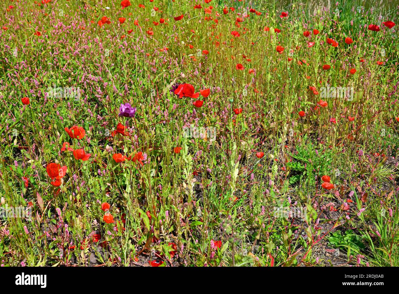 Goldenloch Fife Scotland Stock Photo - Alamy