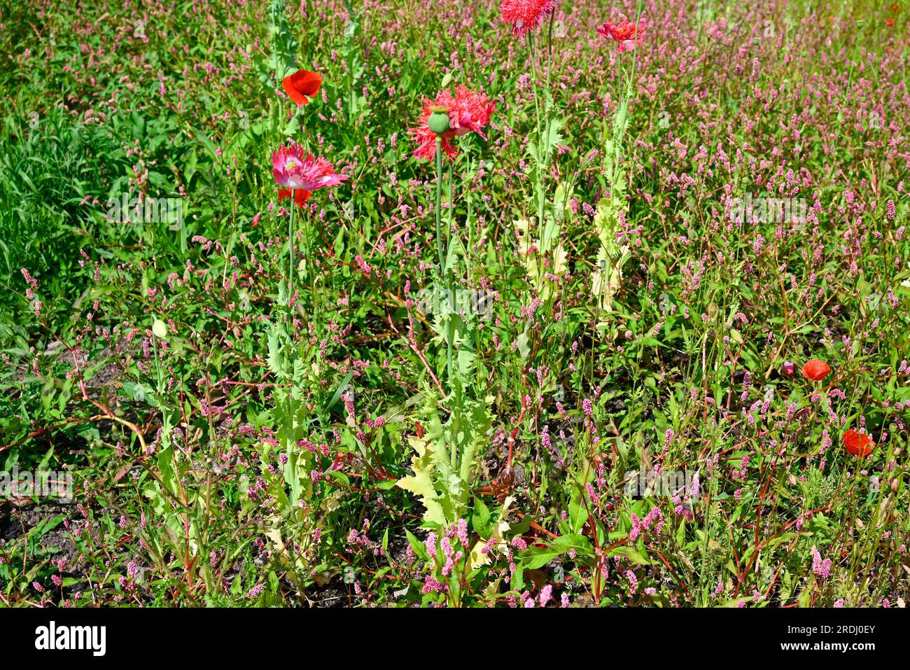 Goldenloch fishing hi-res stock photography and images - Alamy