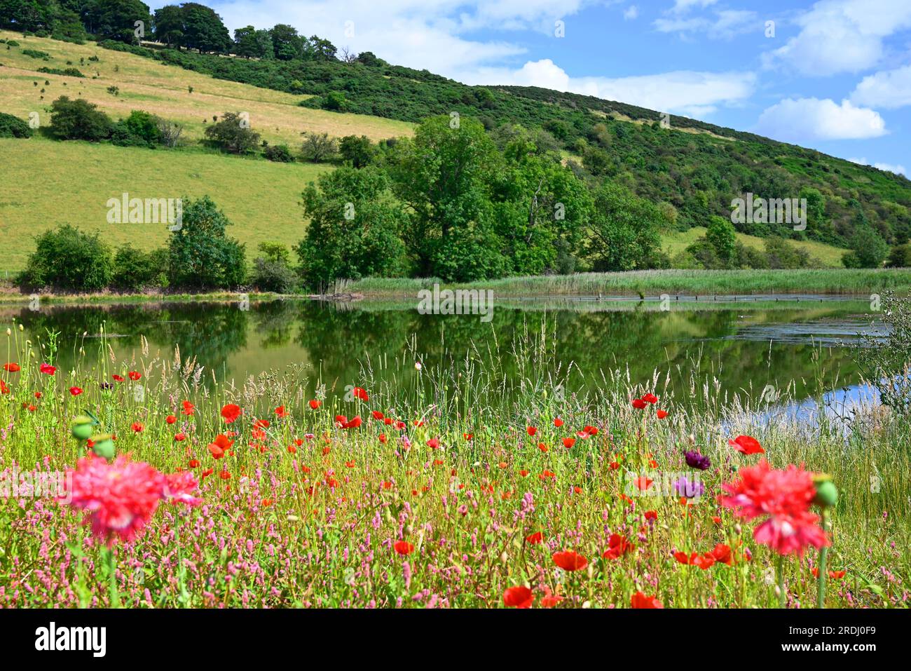 Golden loch fishery hi-res stock photography and images - Alamy