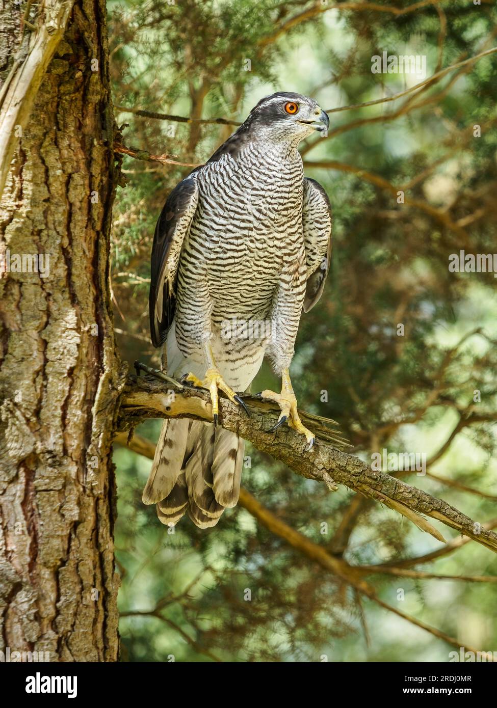 A close-up of a female Northern Goshawk, perched head-on on the branch ...