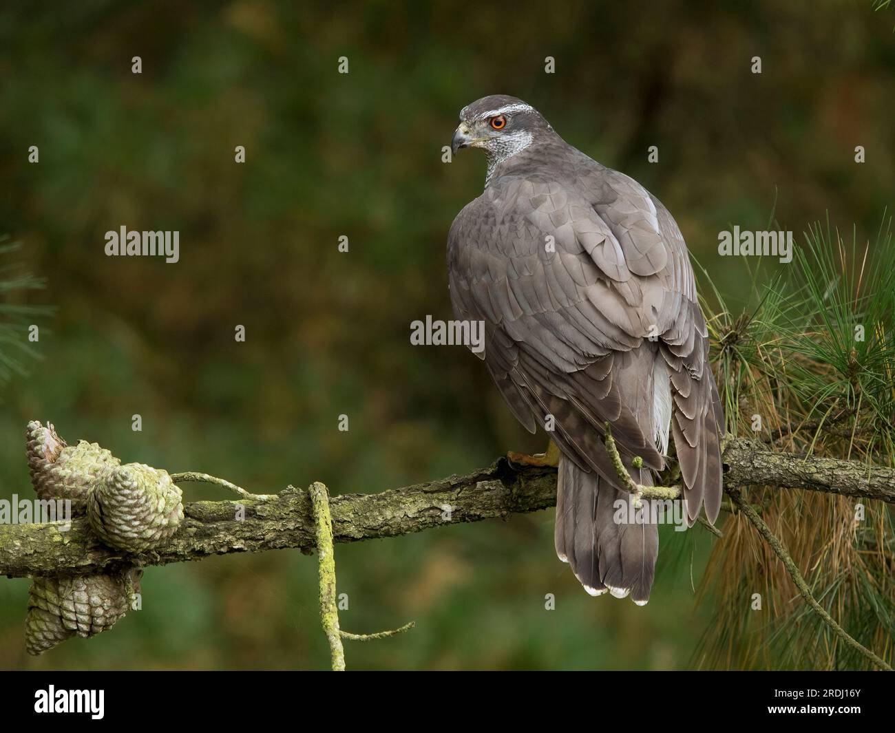 Female goshawk hi-res stock photography and images - Alamy