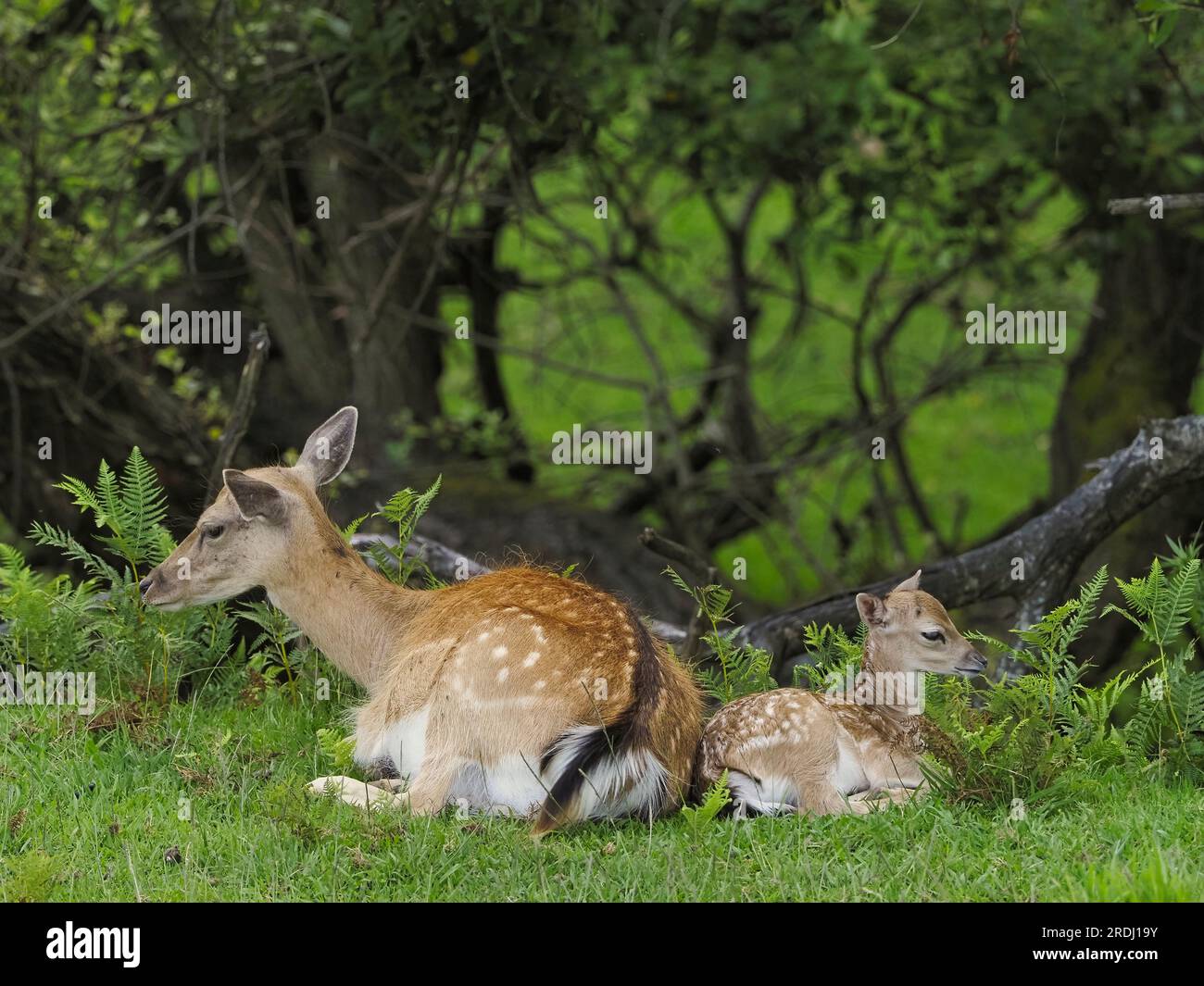 A close-up of a fallow deer female and her calf lying down, resting and ...