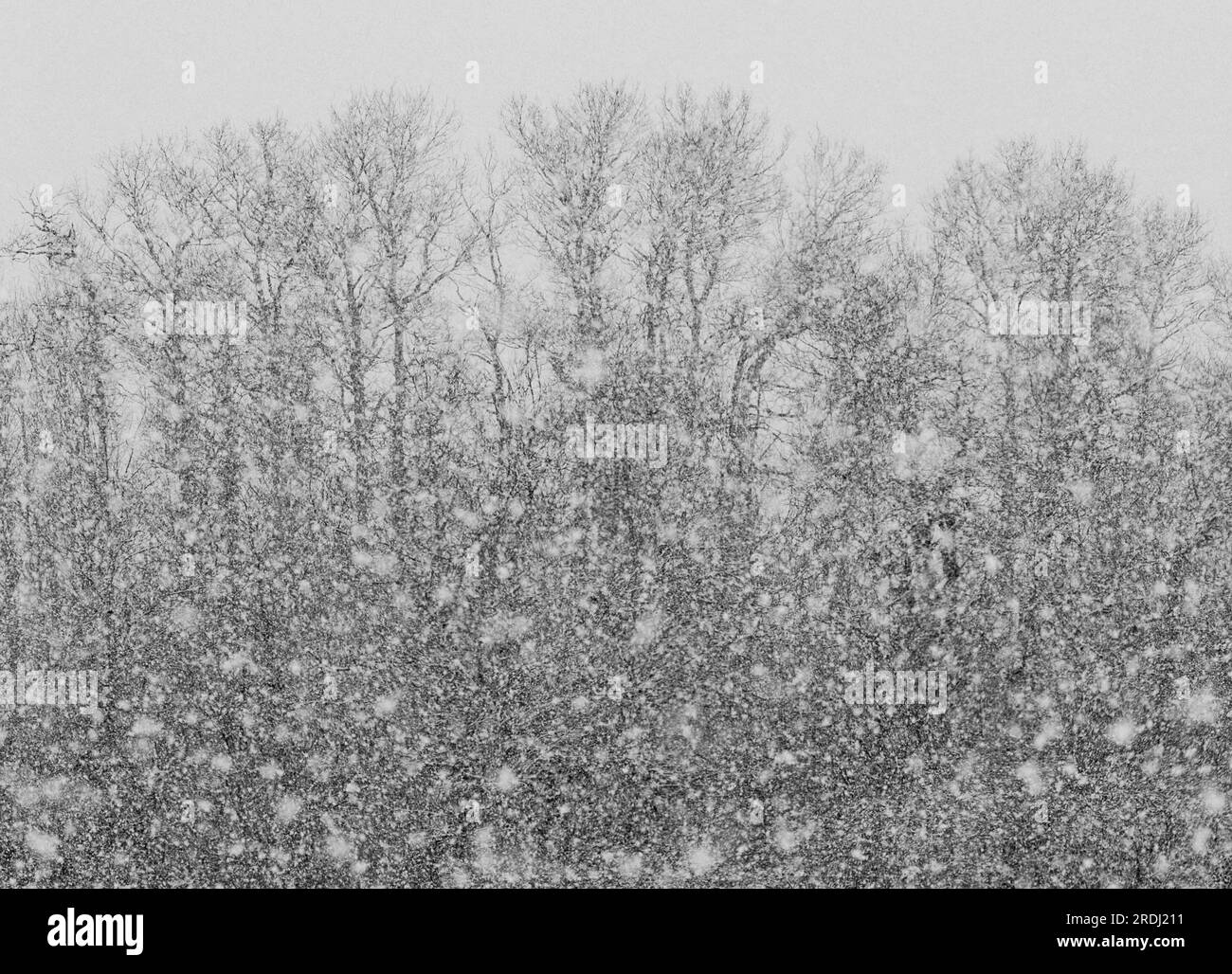 Aspen trees snow abstract hi-res stock photography and images - Alamy