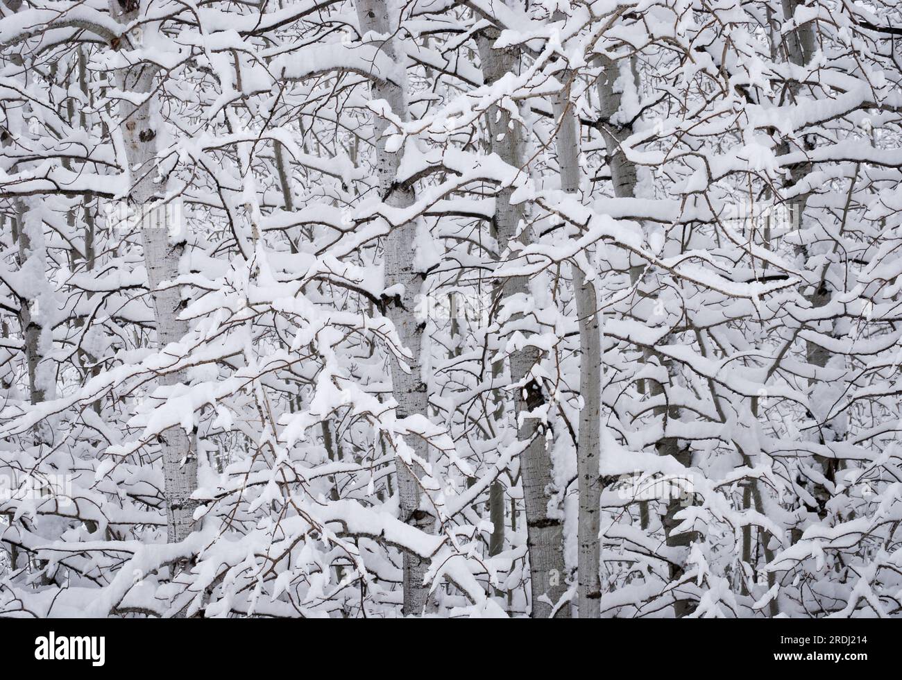 Aspen (Populus tremuloides) grove after a snow storm in early spring ...