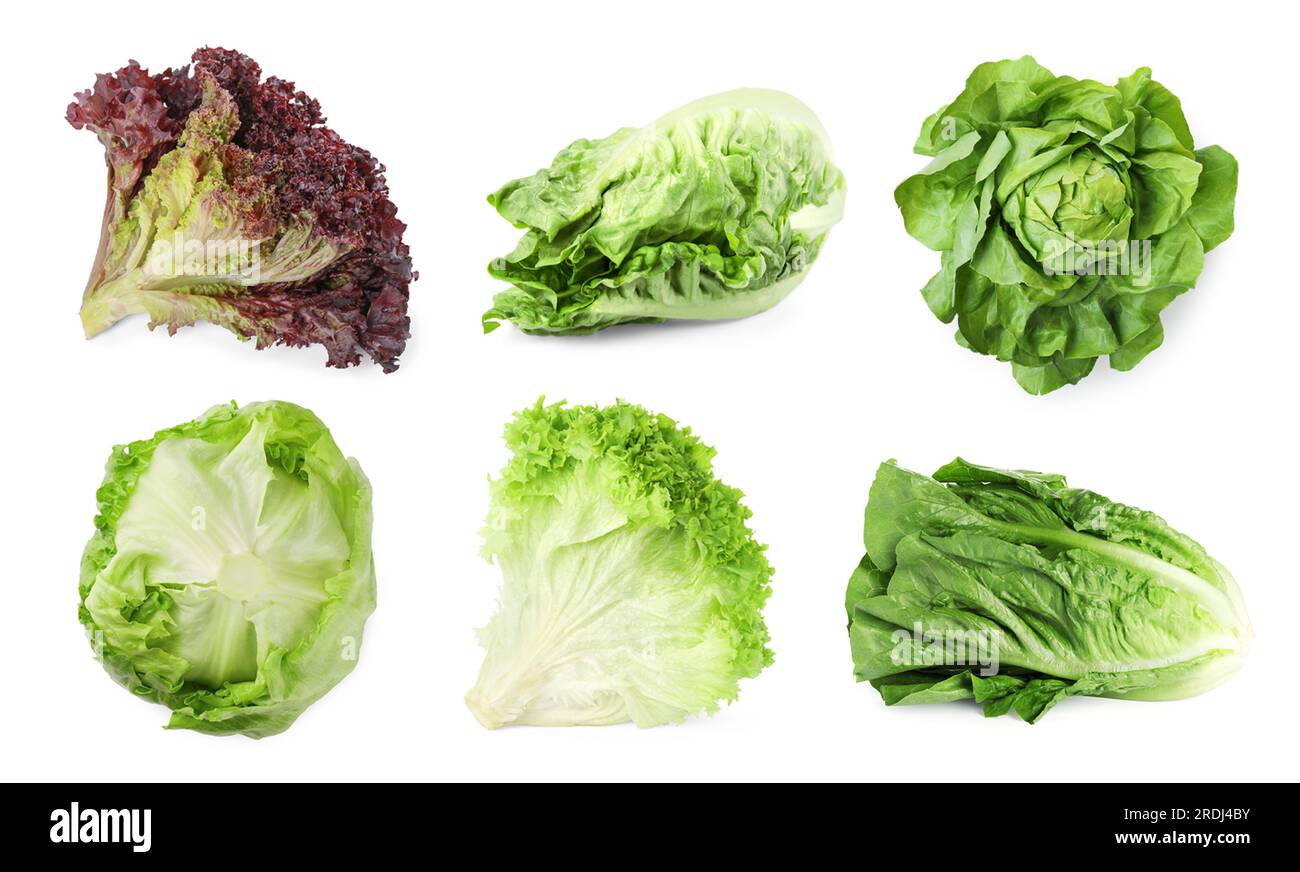 Different types of lettuce hi-res stock photography and images - Alamy