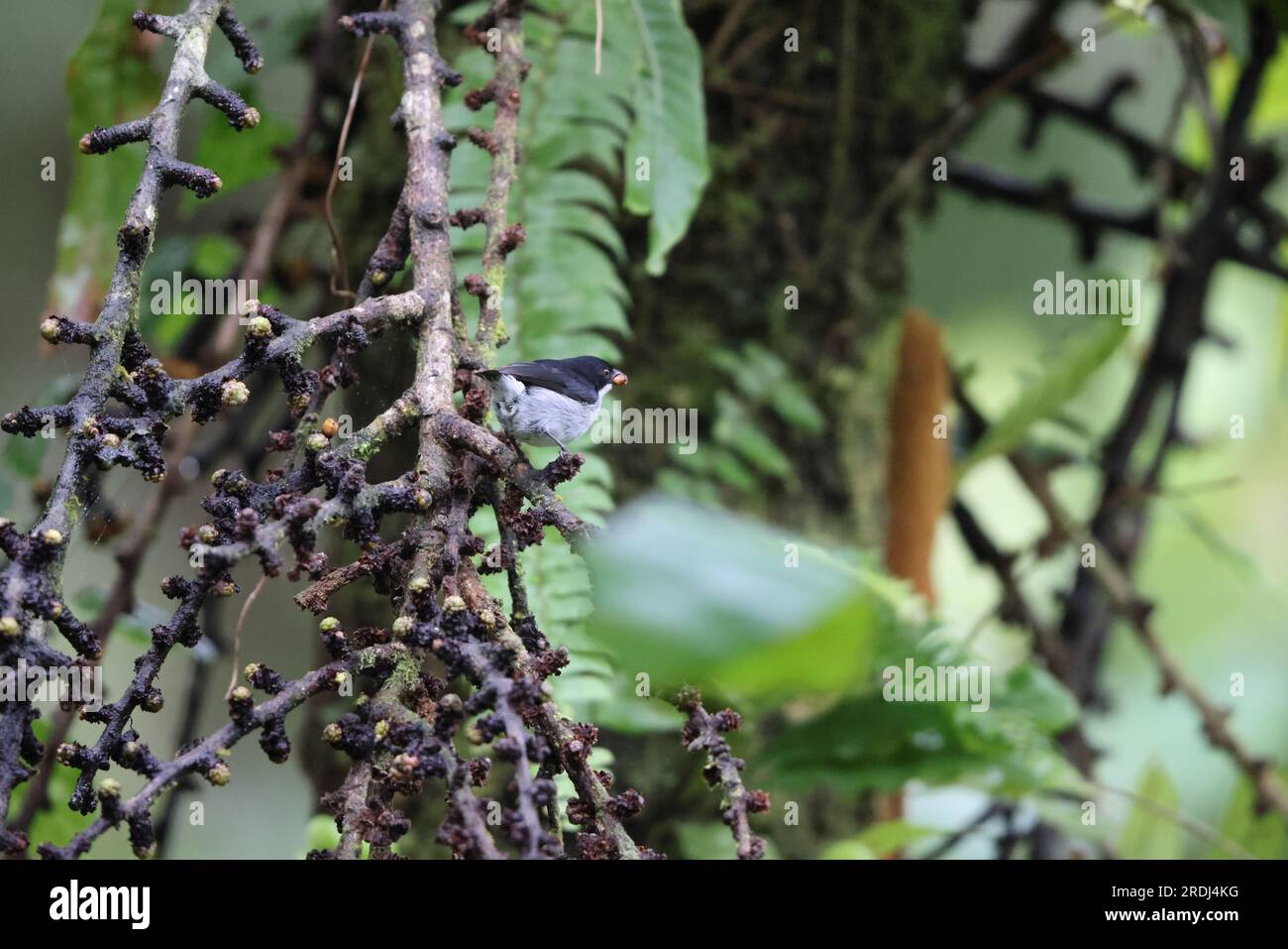 The bicolored flowerpecker (Dicaeum bicolor) is a species of bird in ...