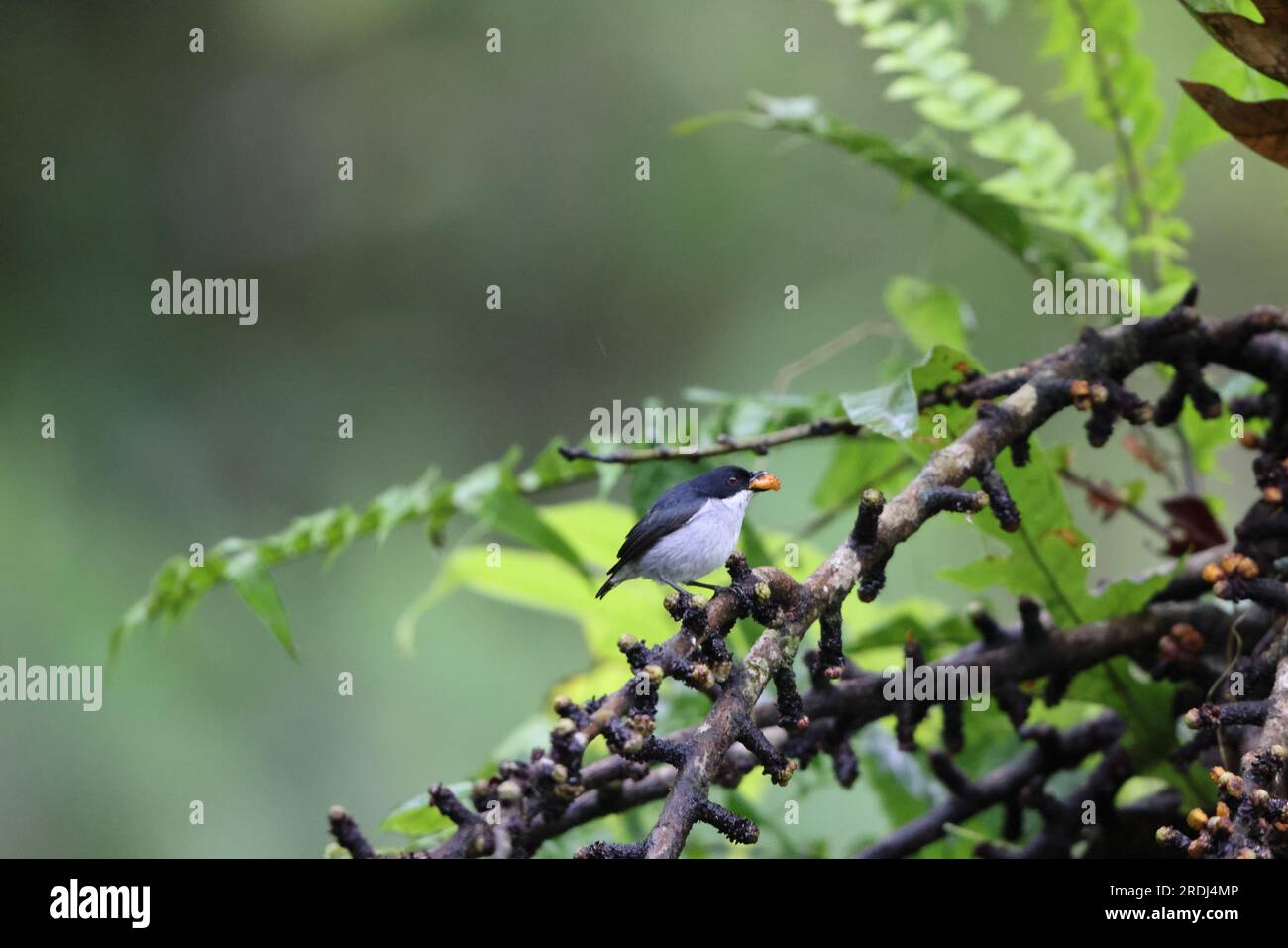 The bicolored flowerpecker (Dicaeum bicolor) is a species of bird in ...