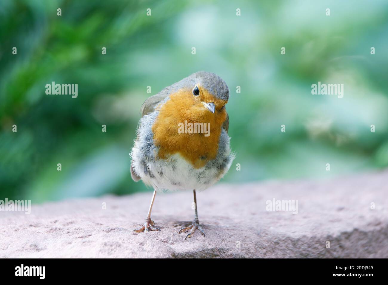close up of trusting little robin against blurred green background ...