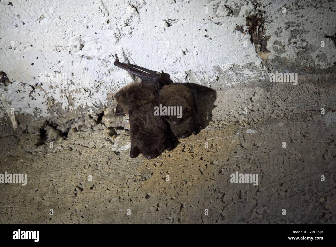 Underground bat refuge hi-res stock photography and images - Alamy