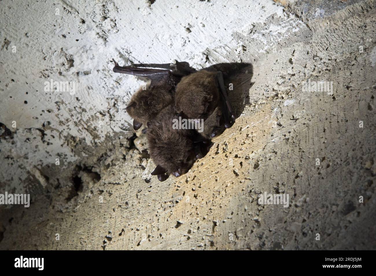 pond bat hibernating in the tunnel system of Festungsfront Oder-Warthe-Bogen (Fortified Front ...