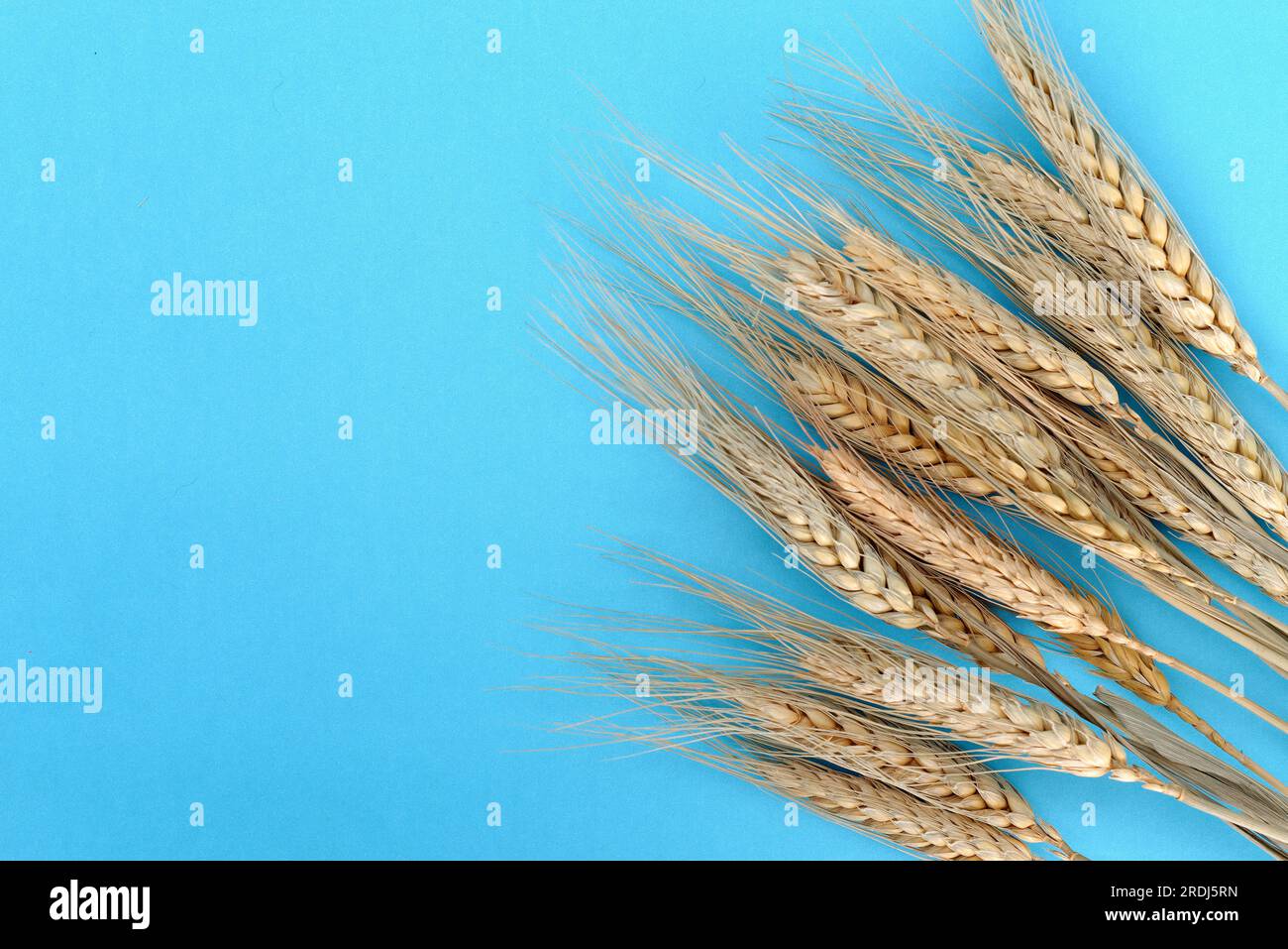 Blue paper background with ears of wheat on one side Stock Photo - Alamy